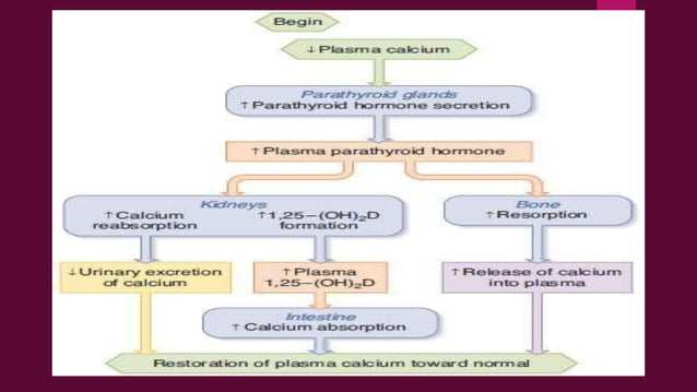 Parathyroid hormone and calcium homeostasis | PDF | Endocrine and ...