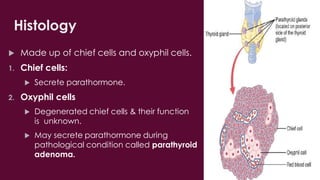 Parathyroid hormone and calcium homeostasis | PDF
