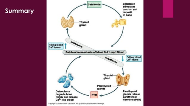 Parathyroid hormone and calcium homeostasis | PDF | Endocrine and ...