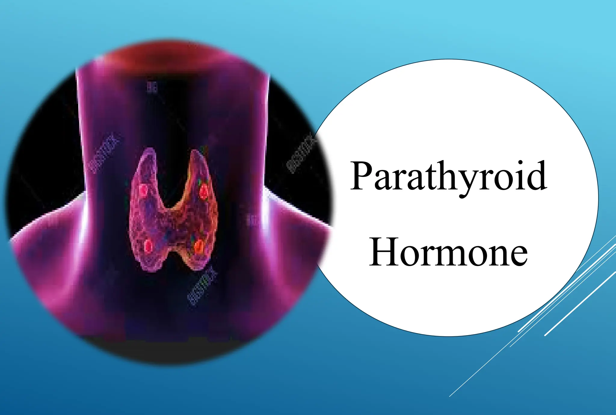 PARATHYROID HORMONE action mechanism mode of action | PPT