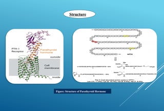 PARATHYROID HORMONE action mechanism mode of action | PPT