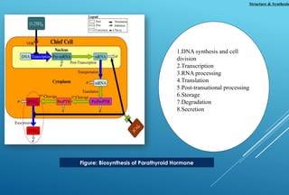 PARATHYROID HORMONE action mechanism mode of action | PPTX