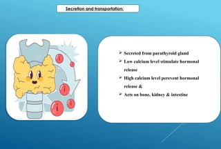 PARATHYROID HORMONE action mechanism mode of action | PPT