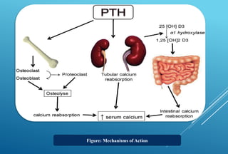 PARATHYROID HORMONE action mechanism mode of action | PPTX