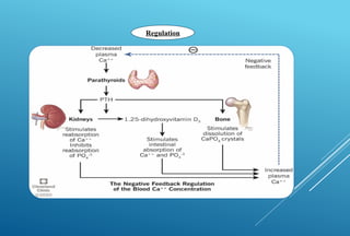 PARATHYROID HORMONE action mechanism mode of action | PPT