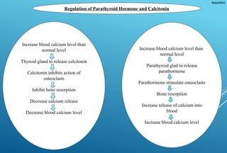 PARATHYROID HORMONE action mechanism mode of action | PPT