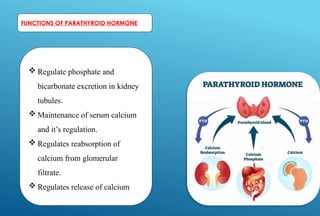 PARATHYROID HORMONE action mechanism mode of action | PPT