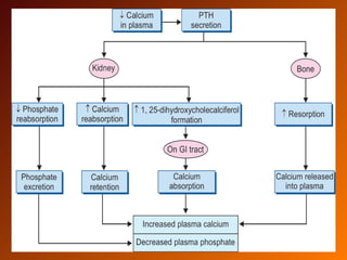 Parathyroid hormone & Vit D Calcium & phosphate homeostasis.pptx
