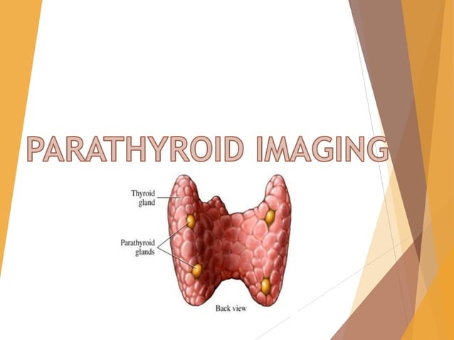 Parathyroid Imaging .pptx | Thyroid Disorders | Endocrine and Metabolic ...