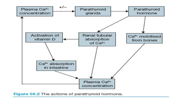 management of Hyperparathyroidism_ surgical aspects - A lecture for the ...