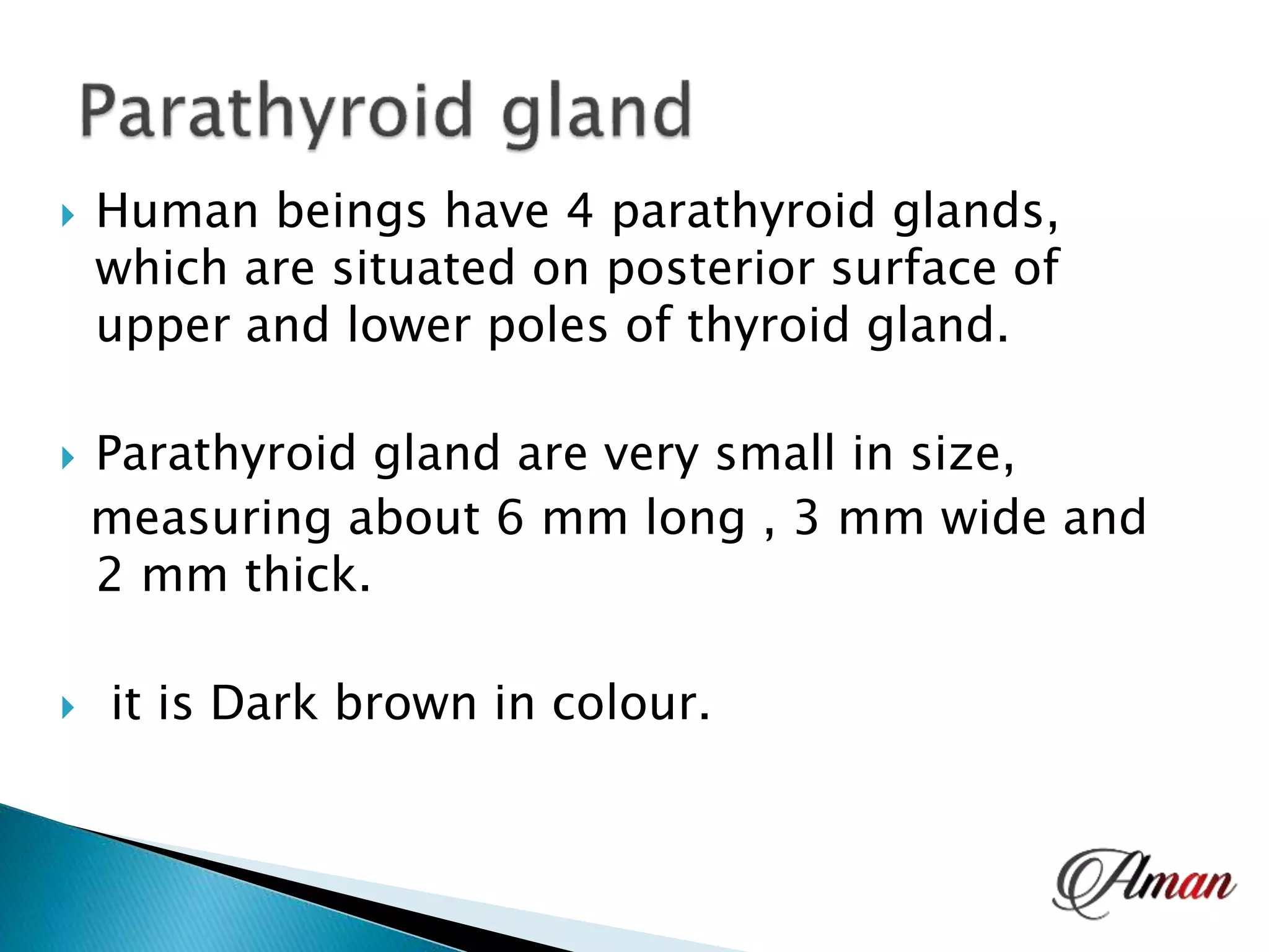 Parathyroid gland by aman chauhan | PPT