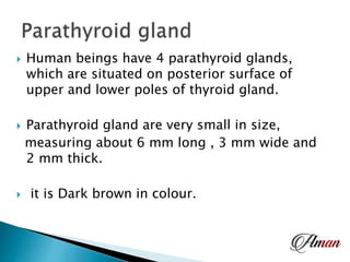 Parathyroid gland by aman chauhan | PPTX