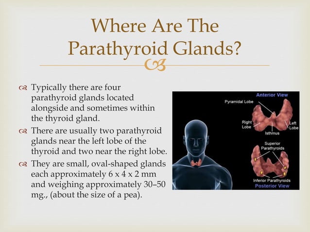 Parathyroid Scan | PPTX | Thyroid Disorders | Endocrine and Metabolic ...
