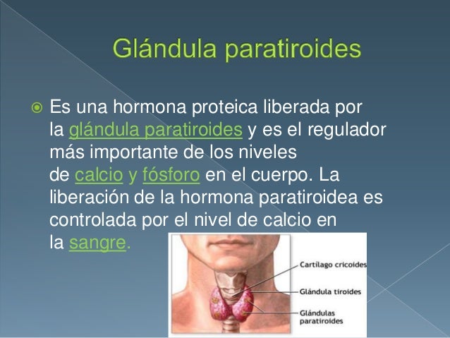 Paratiroides