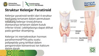 PARATIROID HORMON.pptx N M M M M , ,M , NNLKLKN.N.MMM