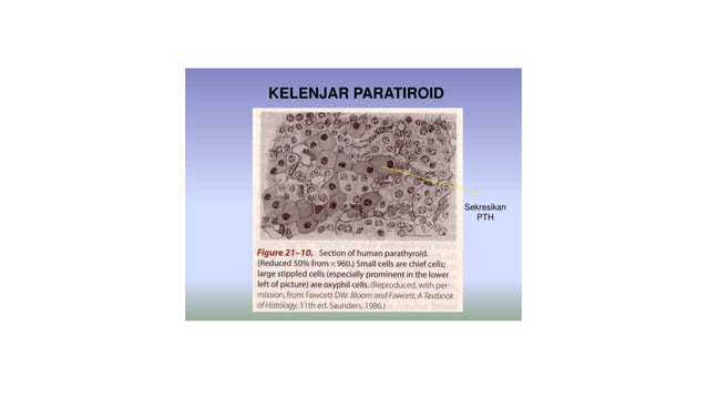 Paratiroid tugas histologi kedokteran sel | PPTX