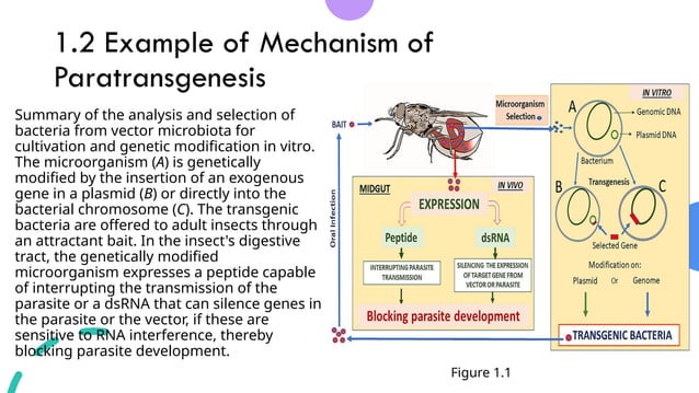A presentation on topic: PARATRANSGENESIS.pptx