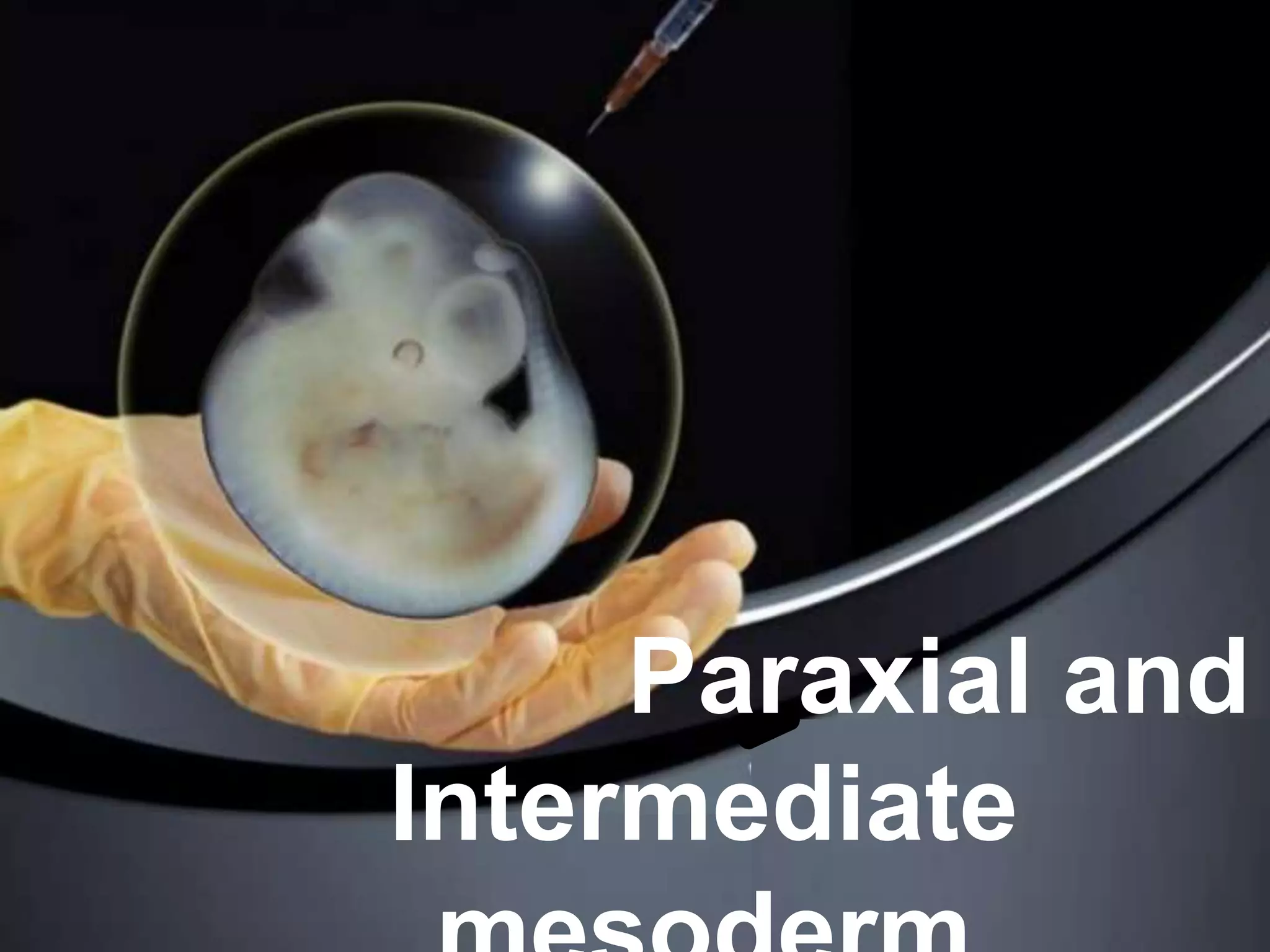Paraxial and intermediate mesoderm | PPTX