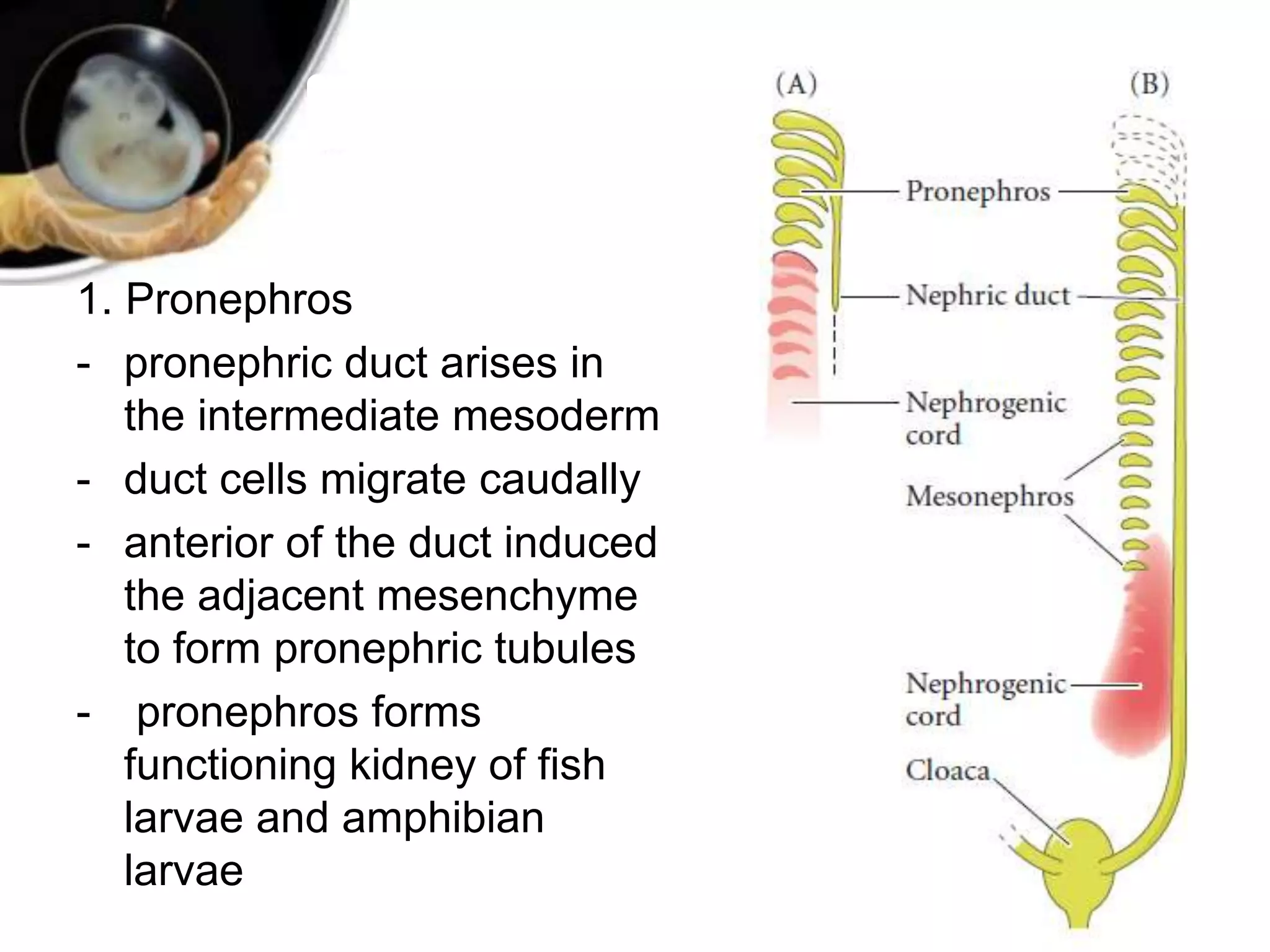 Paraxial and intermediate mesoderm | PPTX