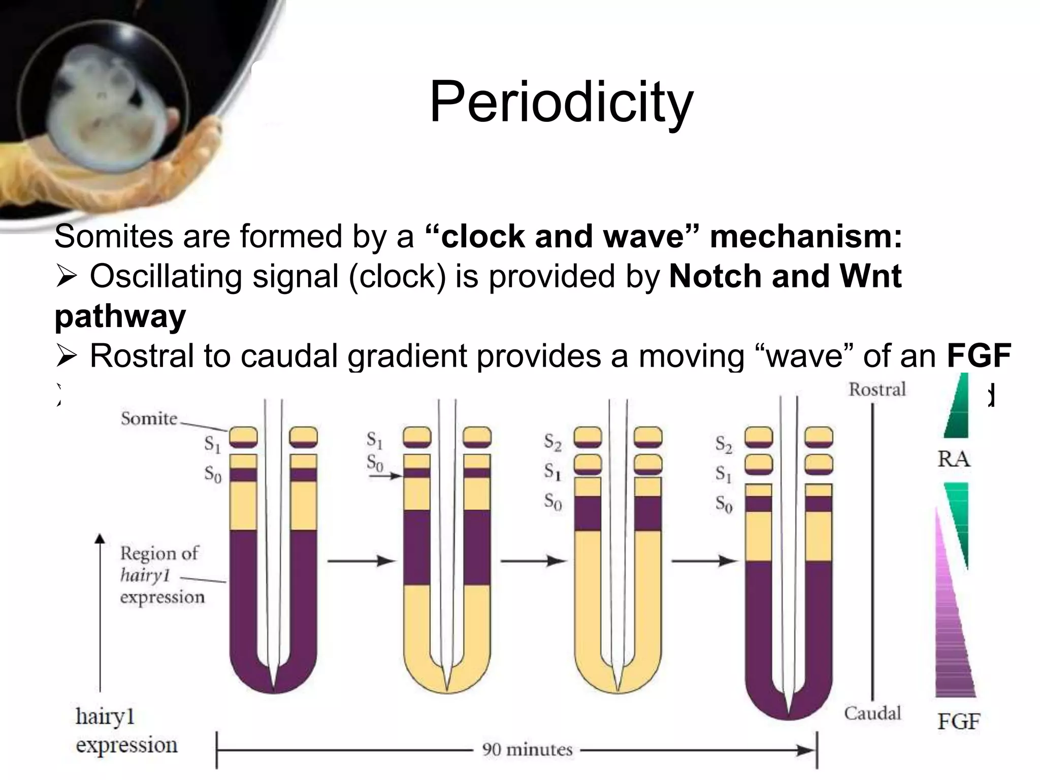 Paraxial and intermediate mesoderm | PPTX