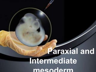 Paraxial and intermediate mesoderm | PPTX
