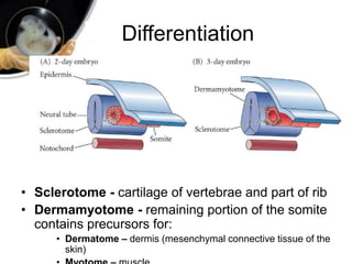 Paraxial and intermediate mesoderm | PPTX