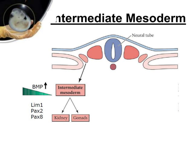 Paraxial and intermediate mesoderm | PPT