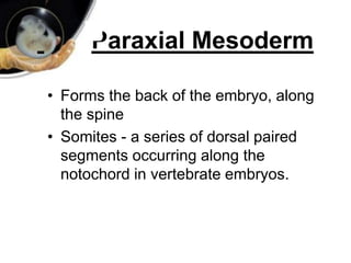 Paraxial and intermediate mesoderm | PPTX