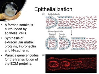 Paraxial and intermediate mesoderm | PPTX