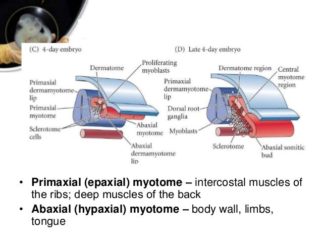 Paraxial and intermediate mesoderm