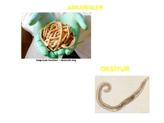 Parazi̇toloji̇ | PPT