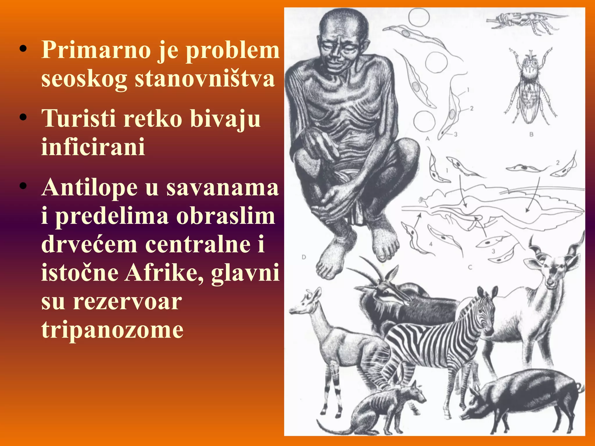 Parazitske praživotinje | PPT