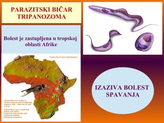 Parazitske praživotinje | PPT