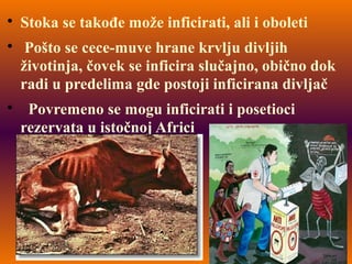 Parazitske praživotinje | PPT
