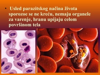 Parazitske praživotinje | PPT