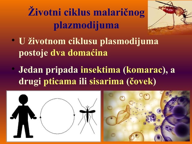 Parazitske praživotinje | PPT
