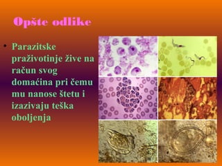 Parazitske praživotinje | PPT
