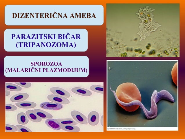 Parazitske praživotinje | PPT