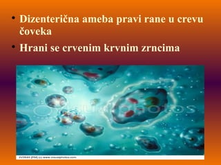 Parazitske praživotinje | PPT