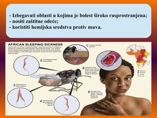 Parazitske praživotinje | PPT