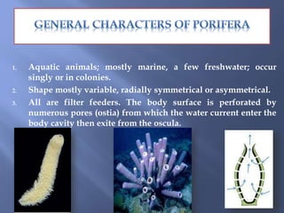 Parazoa | PPTX | Biological Sciences | Science