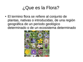 Flora y fauna | PDF