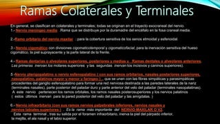 Par craneal 5 anatomia | PPTX