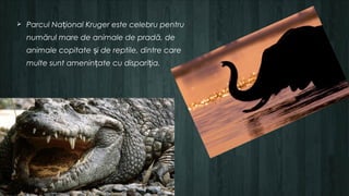 Parcul National Kruger | PPT