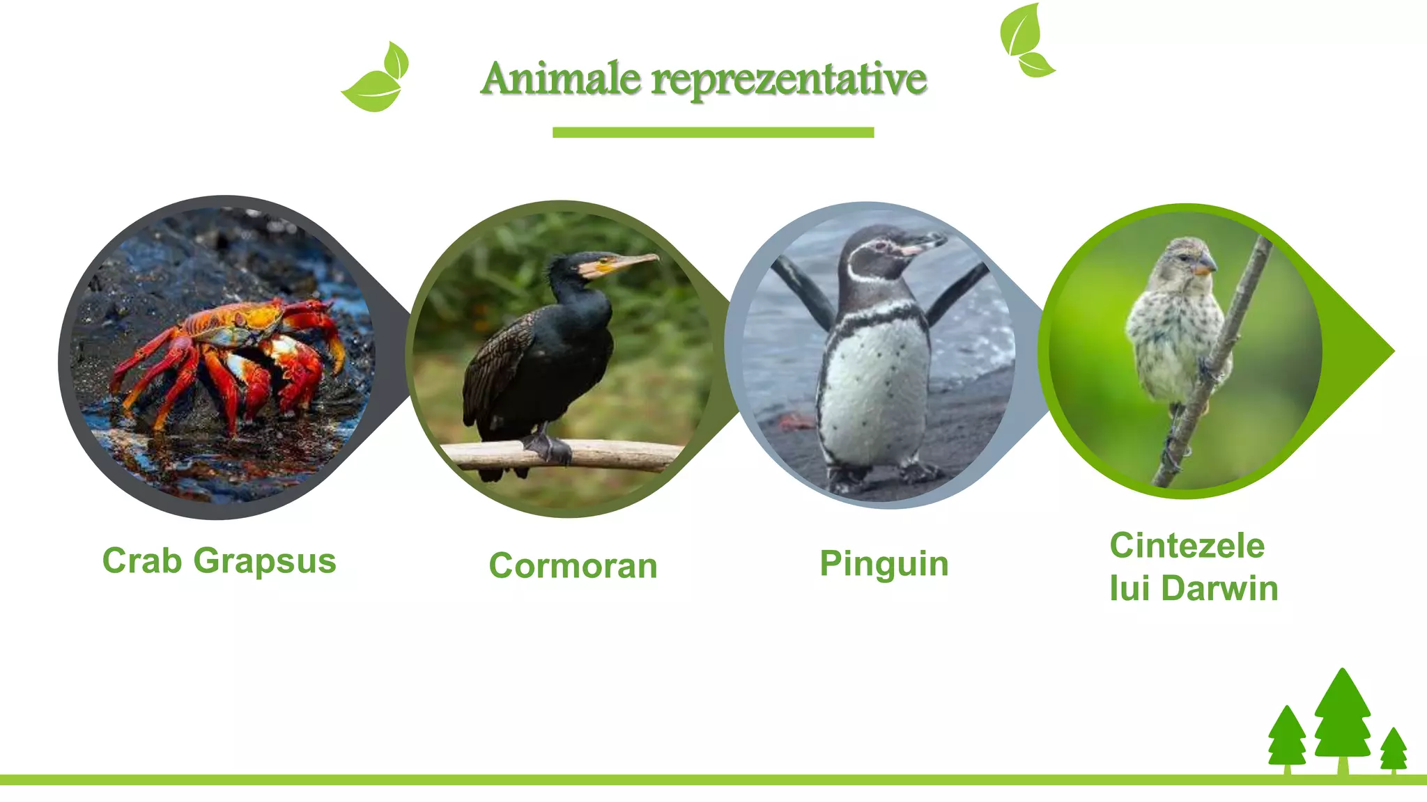 Parcul national galapagos | PPTX