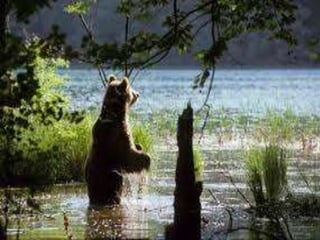 Parcul National Lacurile Plitvice Croatia | PPT