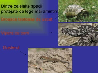 Parcul Natural Portile de Fier | PPT