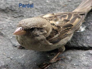 Pardal | PPT
