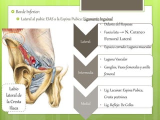 Anatomia: Pared abdominal / | PPTX