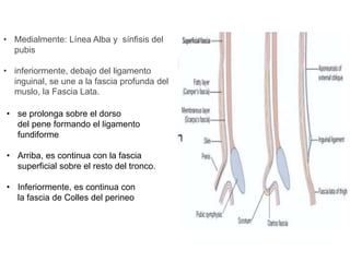 Pared abdominal | PPTX